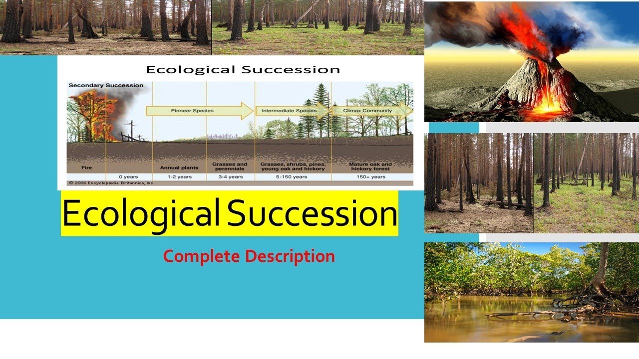 ECOLOGICAL SUCCESSION - MzMzMMz